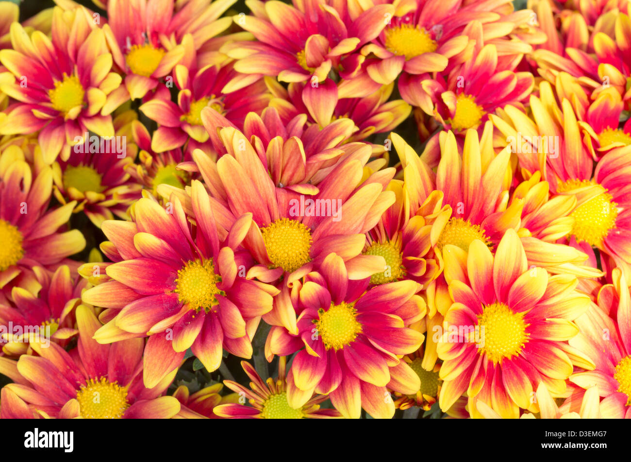 Chrysanthemums flowers in garden hi-res stock photography and images ...
