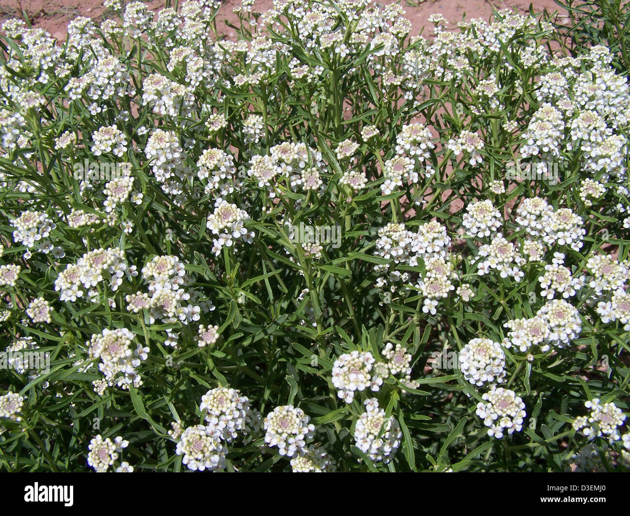 Perennial pepperweed hi-res stock photography and images - Alamy