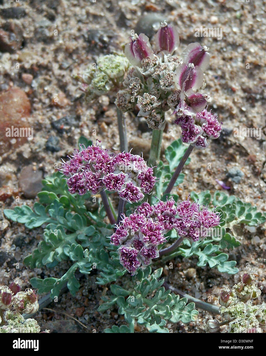 Petrified Forest National Park, located in Arizona, is famous for its ...