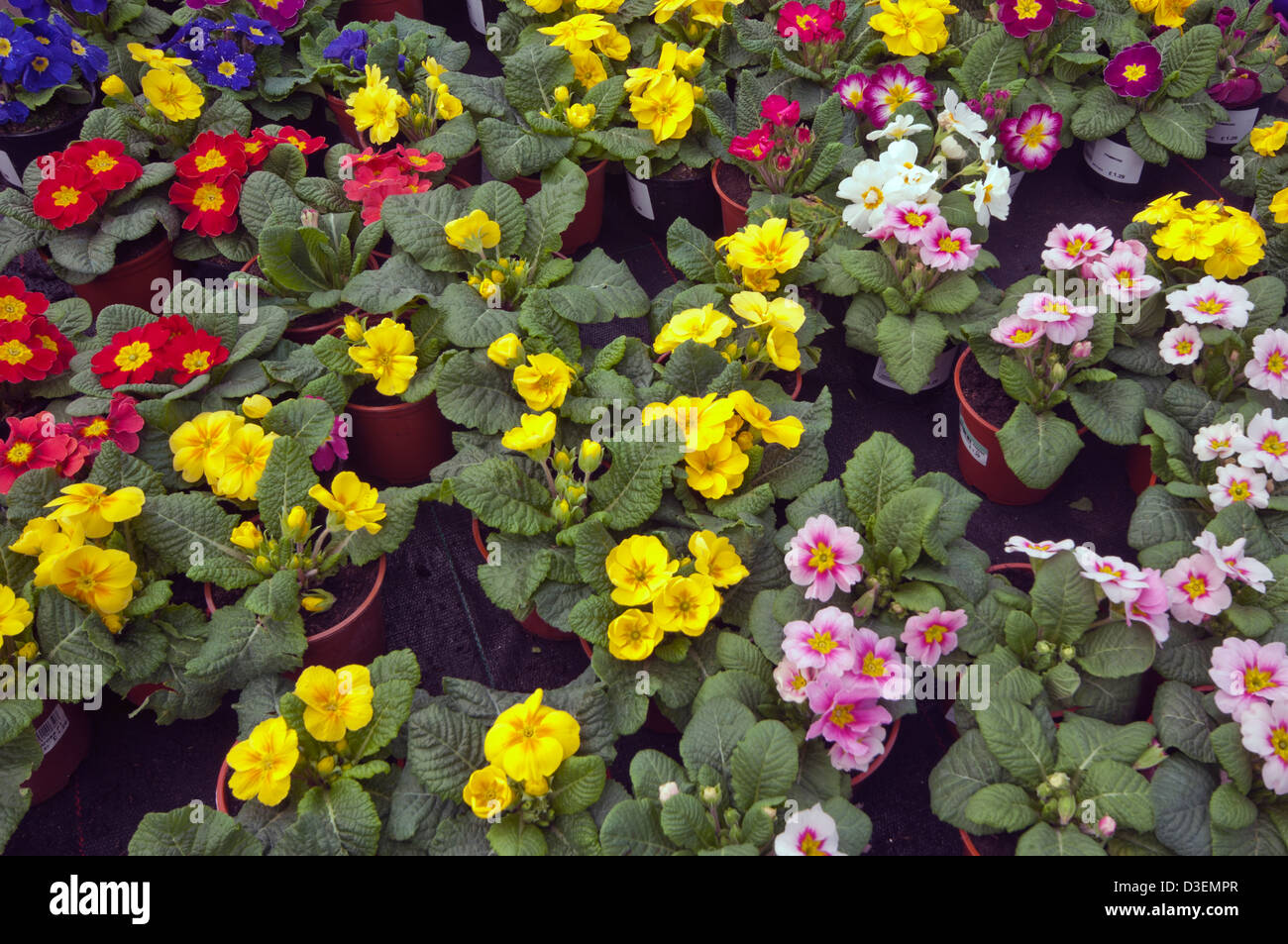 Colourful Spring Flowers Primroses Stock Photo - Alamy