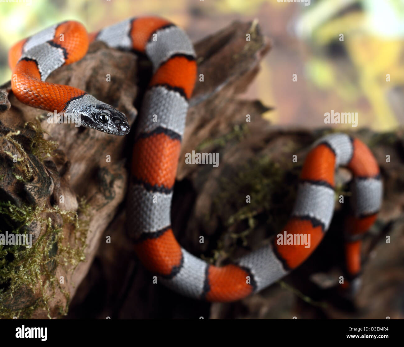 picture of a beautiful false coral Stock Photo - Alamy