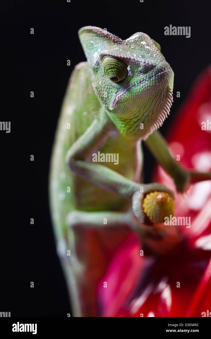 Green chameleon and flower Stock Photo - Alamy
