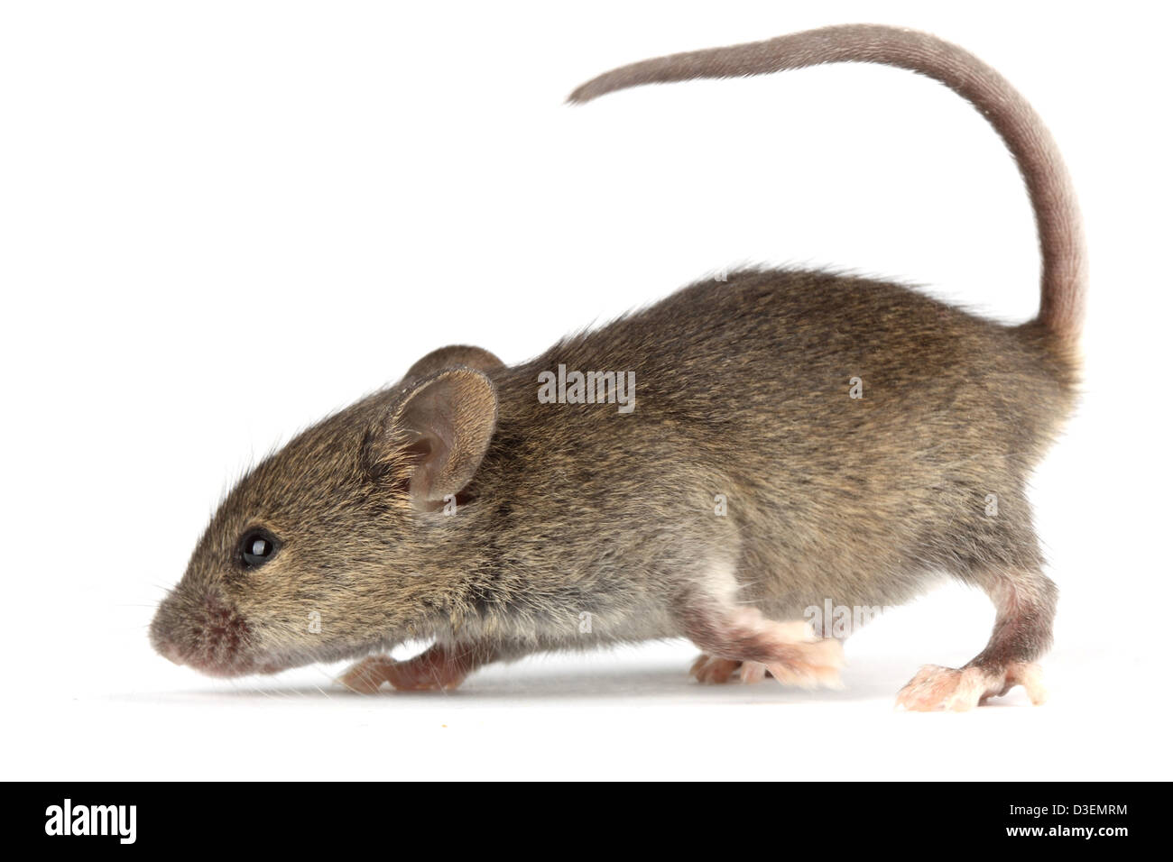 picture of a small and cute mouse Stock Photo - Alamy