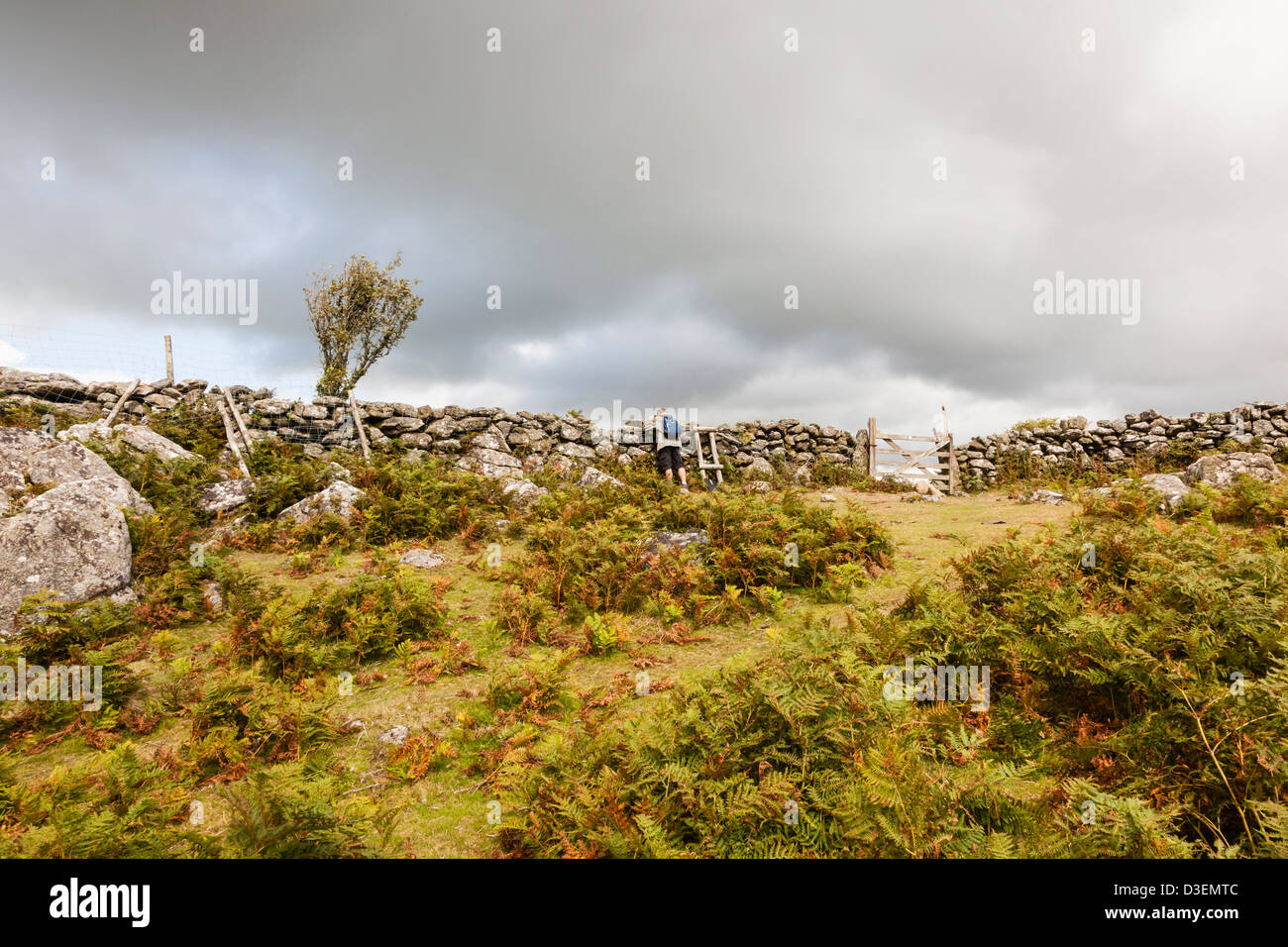 Man looking over dry stone wall on Lustleigh Cleave, Devon, UK Stock ...