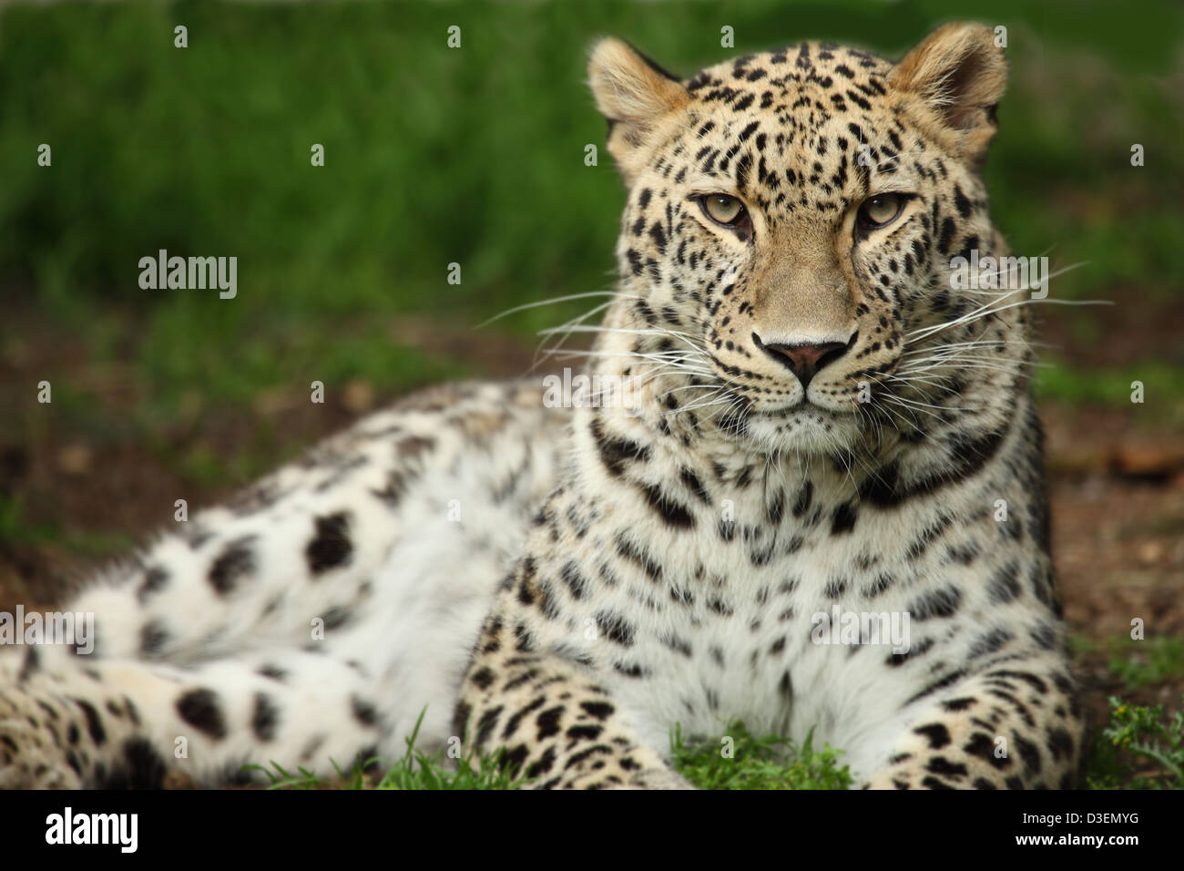 Picture of a beautiful leopard Stock Photo - Alamy