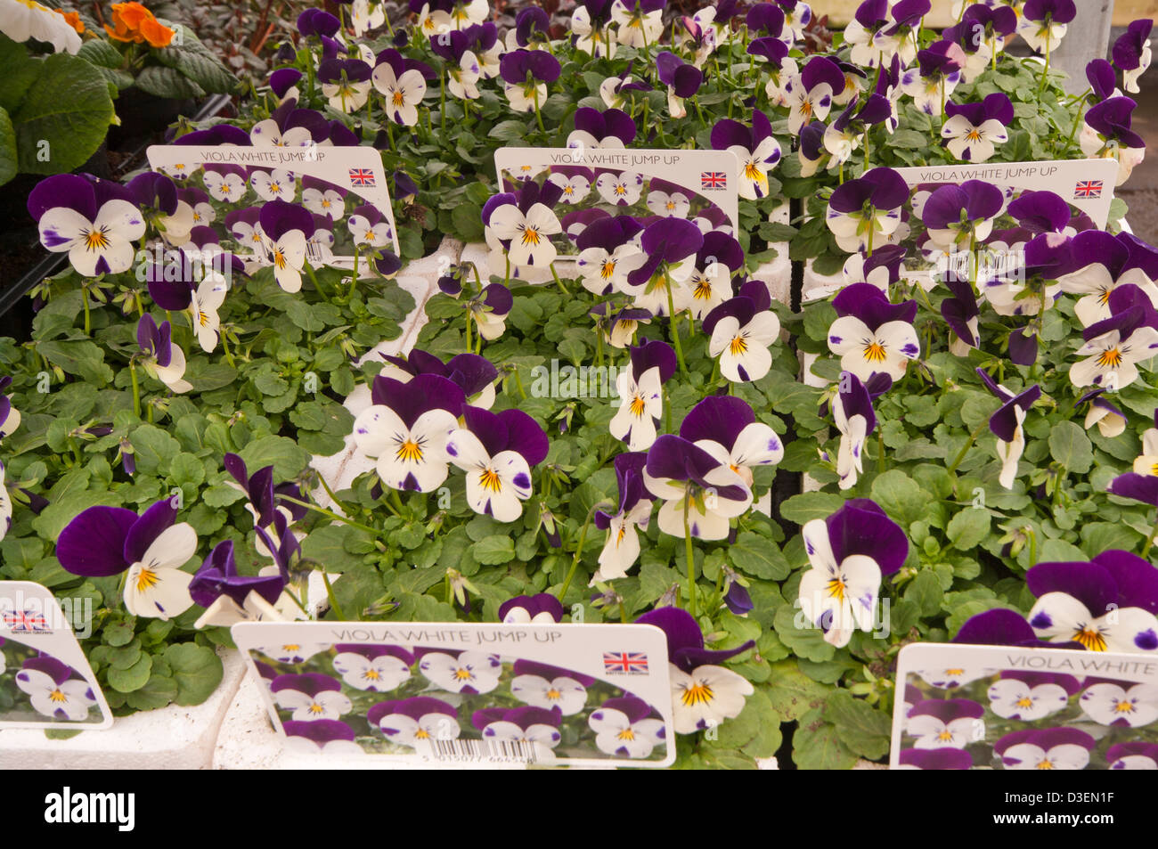 Trays Of Viola Bedding Plants Pansys Stock Photo - Alamy