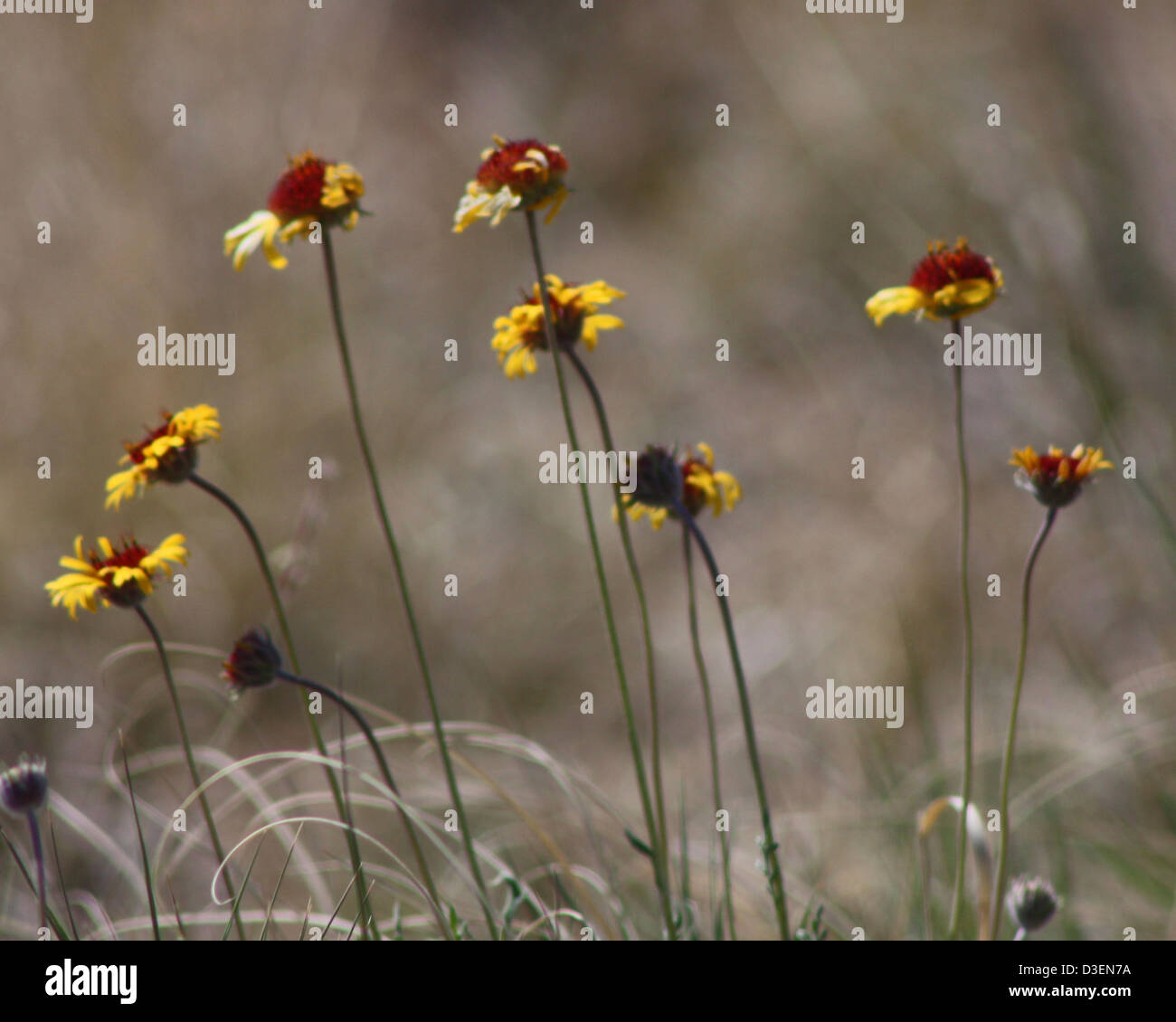 Gaillardia pinnatifida red dome blanketflower, Hopi blanketflower Stock ...