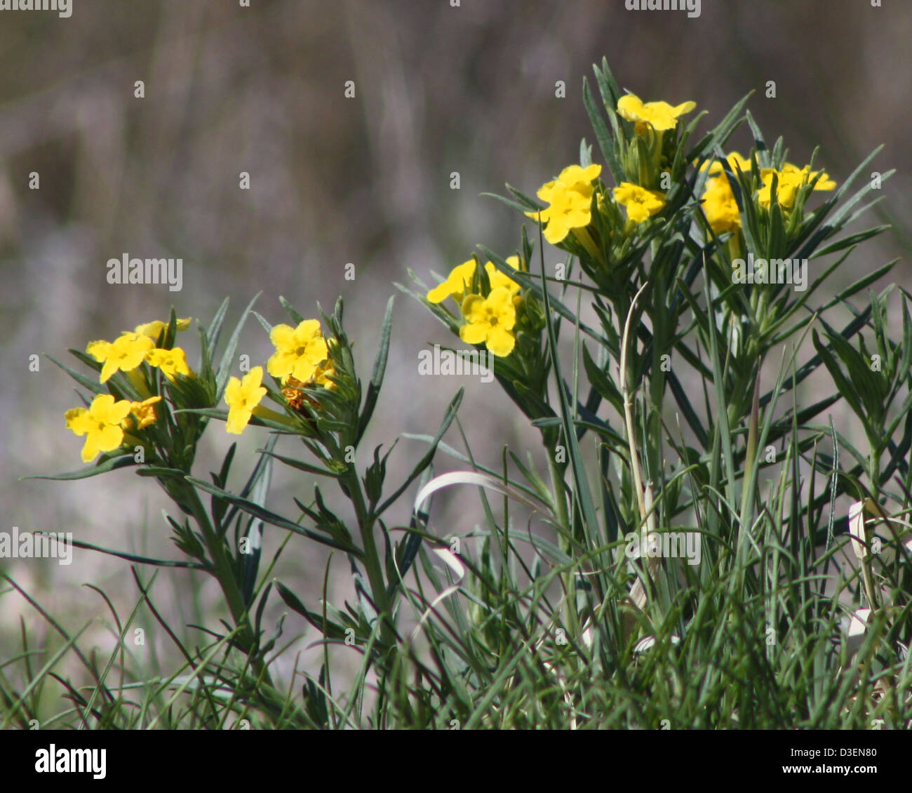 Lithospermum incisum, known as Fringed Puccoon, is a flowering plant ...
