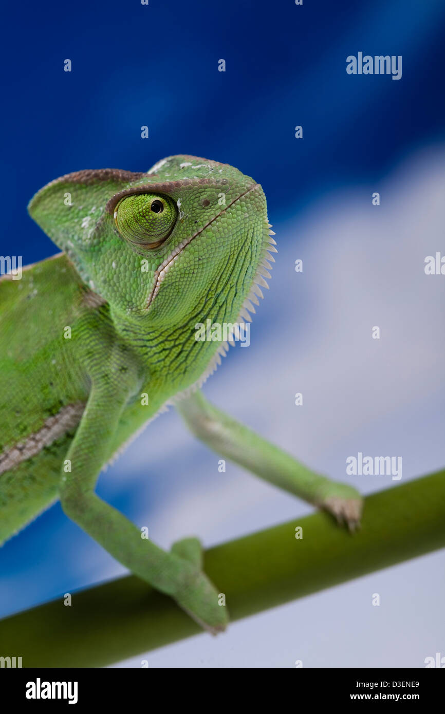Chameleon and blue sky Stock Photo - Alamy