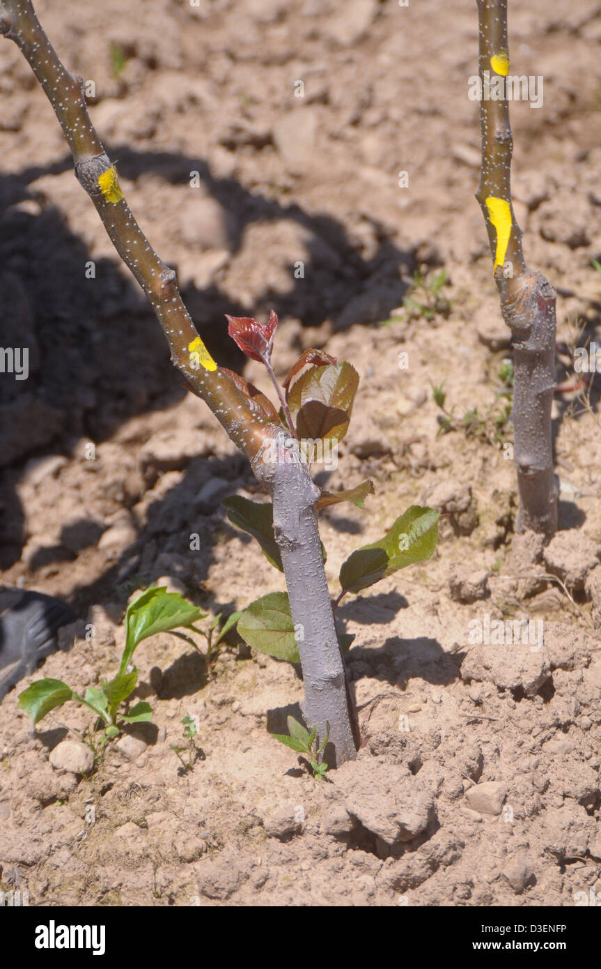 New tall spindle apple trees with root stock in nursery Stock Photo - Alamy