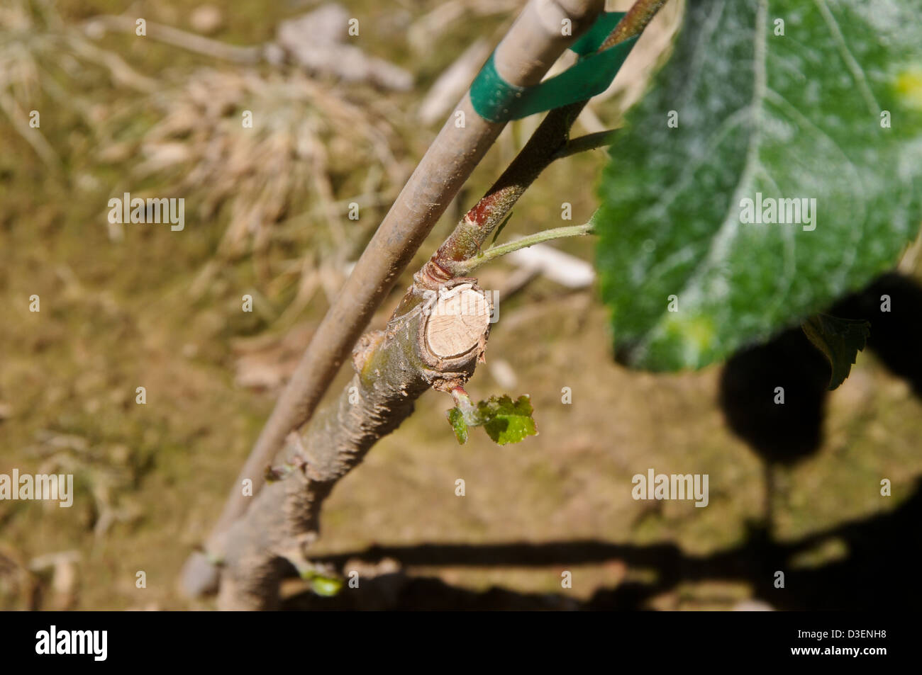 New tall spindle apple trees with root stock in nursery Stock Photo - Alamy