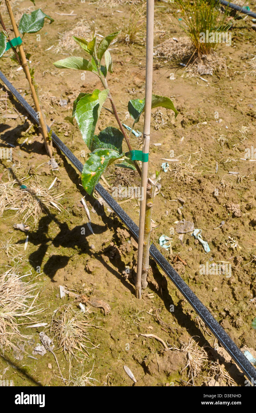 New tall spindle apple trees with root stock in nursery Stock Photo - Alamy
