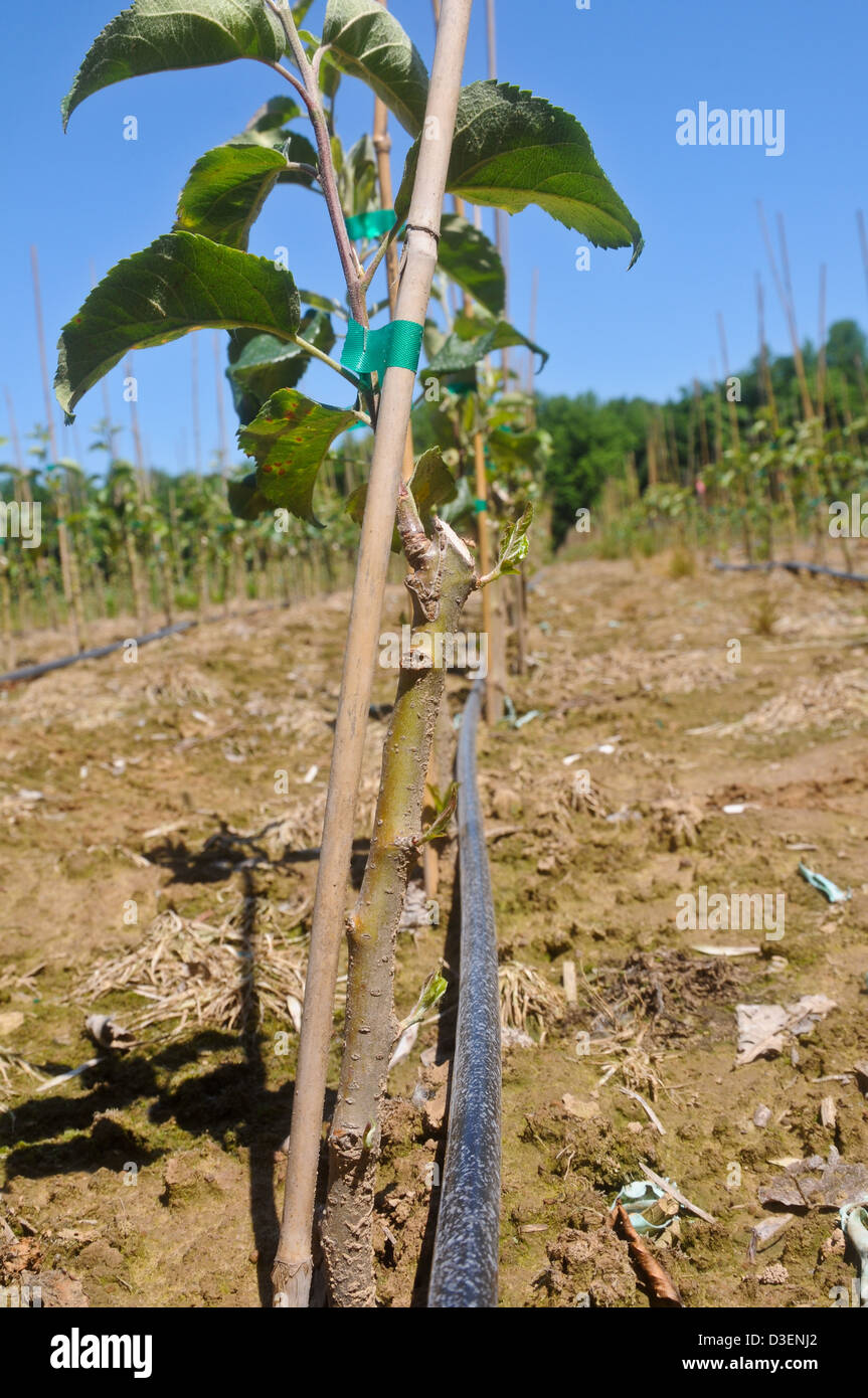 New tall spindle apple trees with root stock in nursery Stock Photo - Alamy