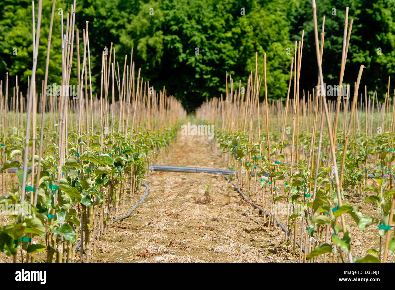 Trees irrigation hi-res stock photography and images - Alamy