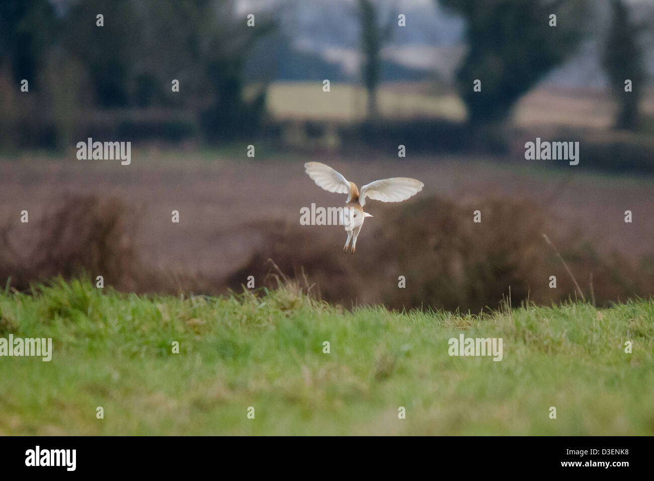 Barn Owl fanning wings to control descent Stock Photo - Alamy