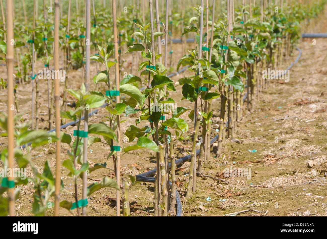 New tall spindle apple trees with root stock in nursery Stock Photo - Alamy