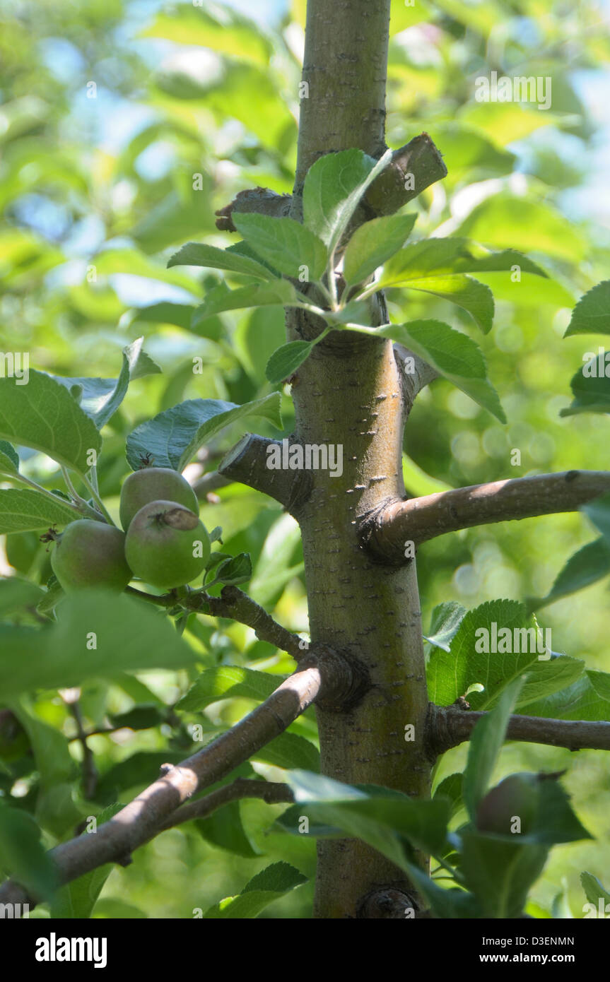 King flower on tall spindle apple tree Stock Photo - Alamy