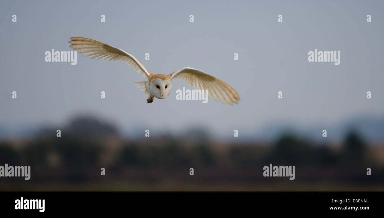 Swooping hi-res stock photography and images - Alamy
