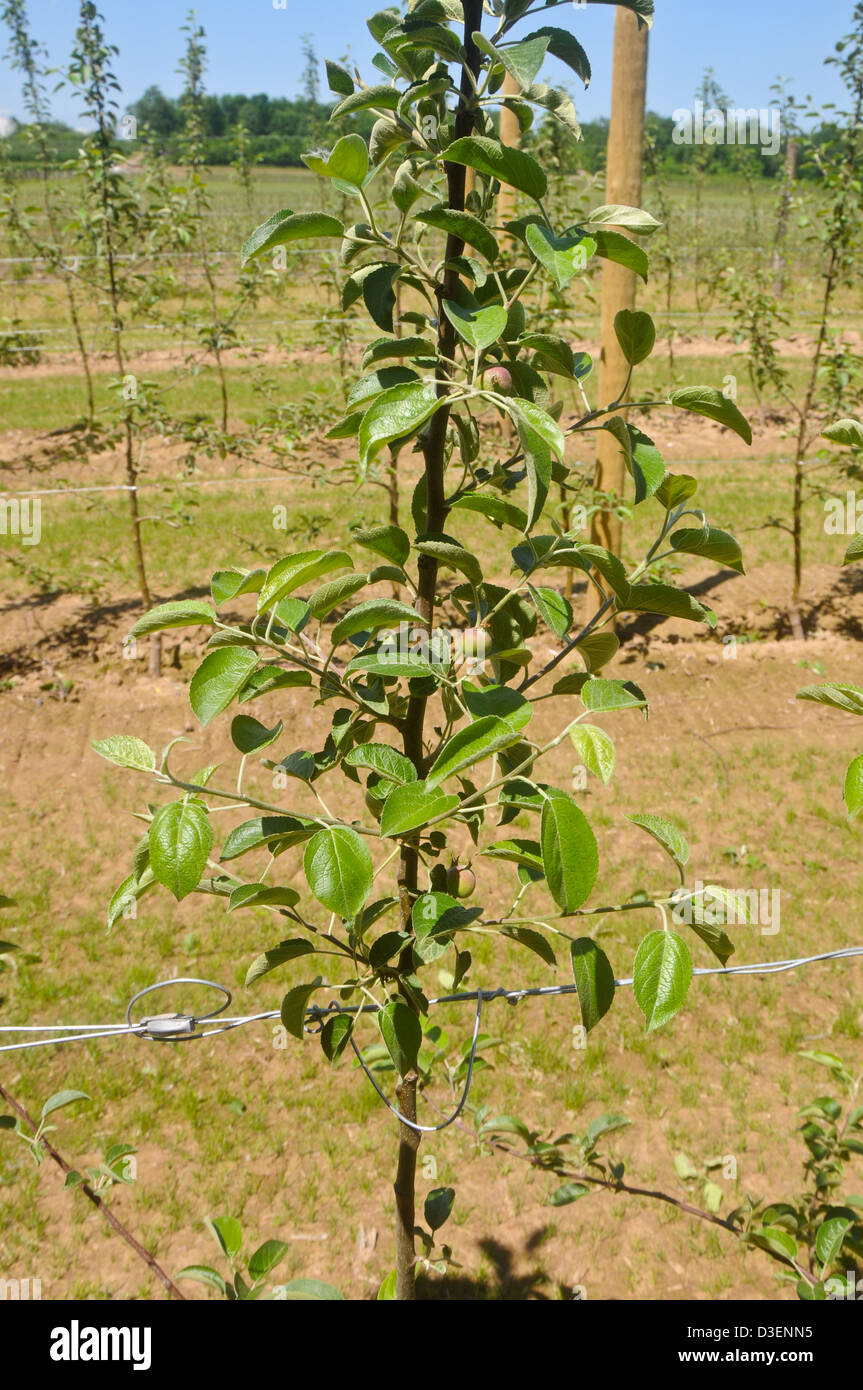 Growing apple trees hi-res stock photography and images - Alamy
