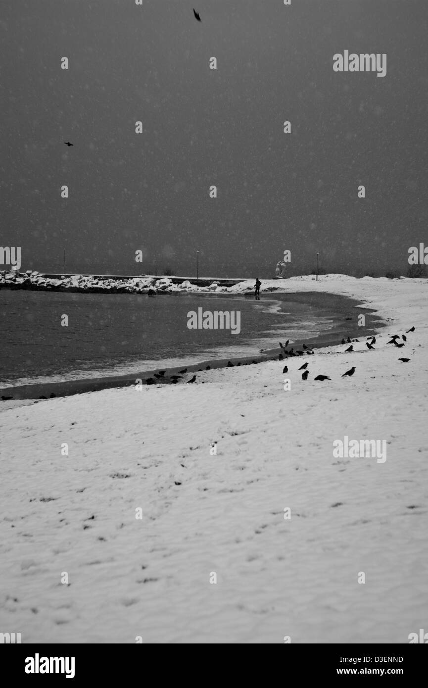 All sea birds hi-res stock photography and images - Alamy