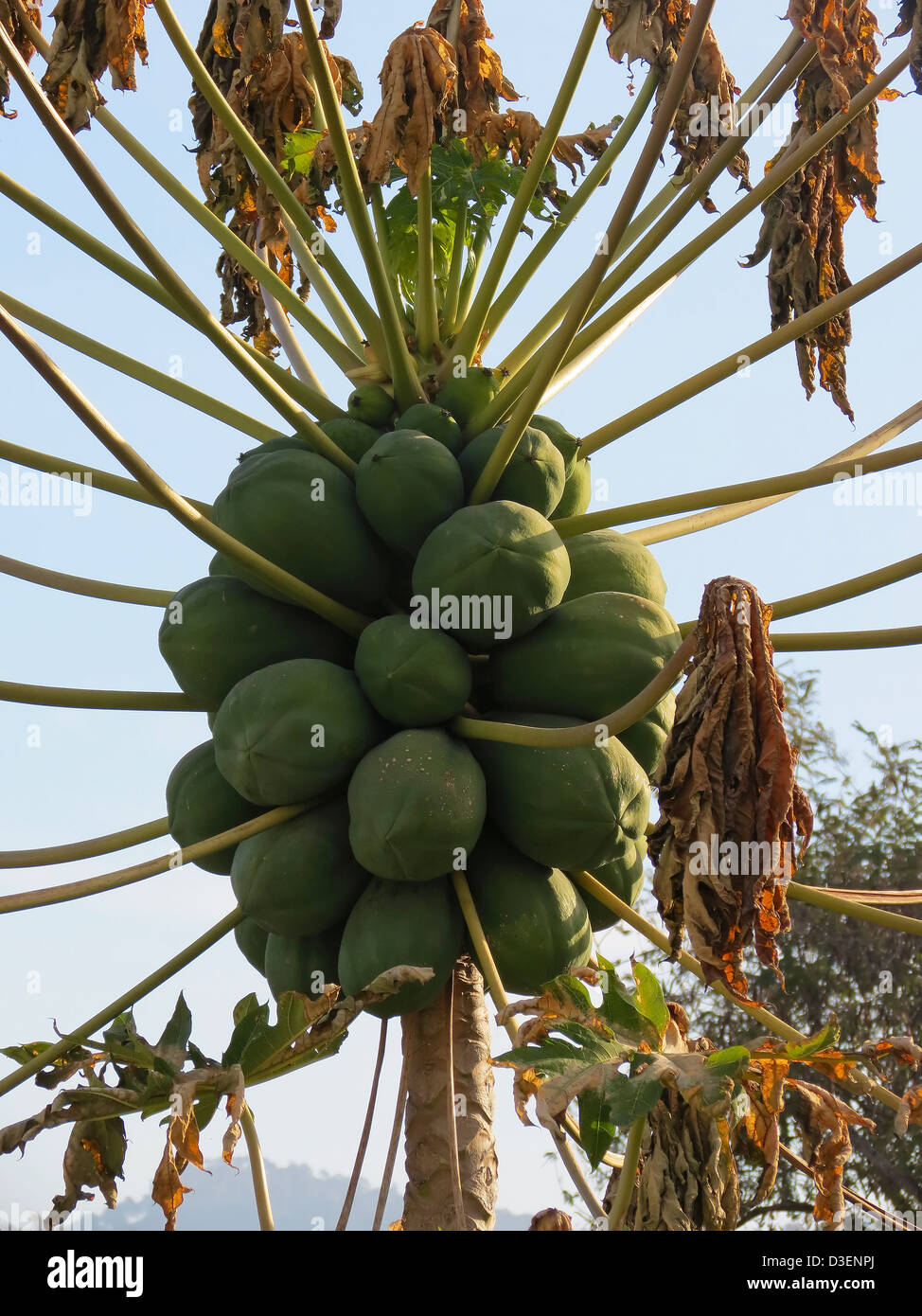 Papaya tree with ripe and unripe fruit Stock Photo - Alamy