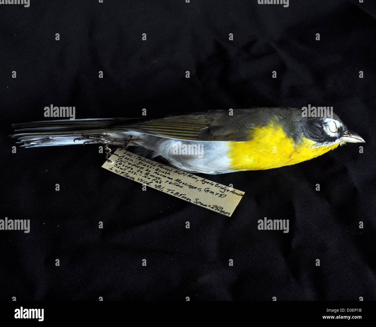 The Petrified Forest National Park features a museum collection of ...