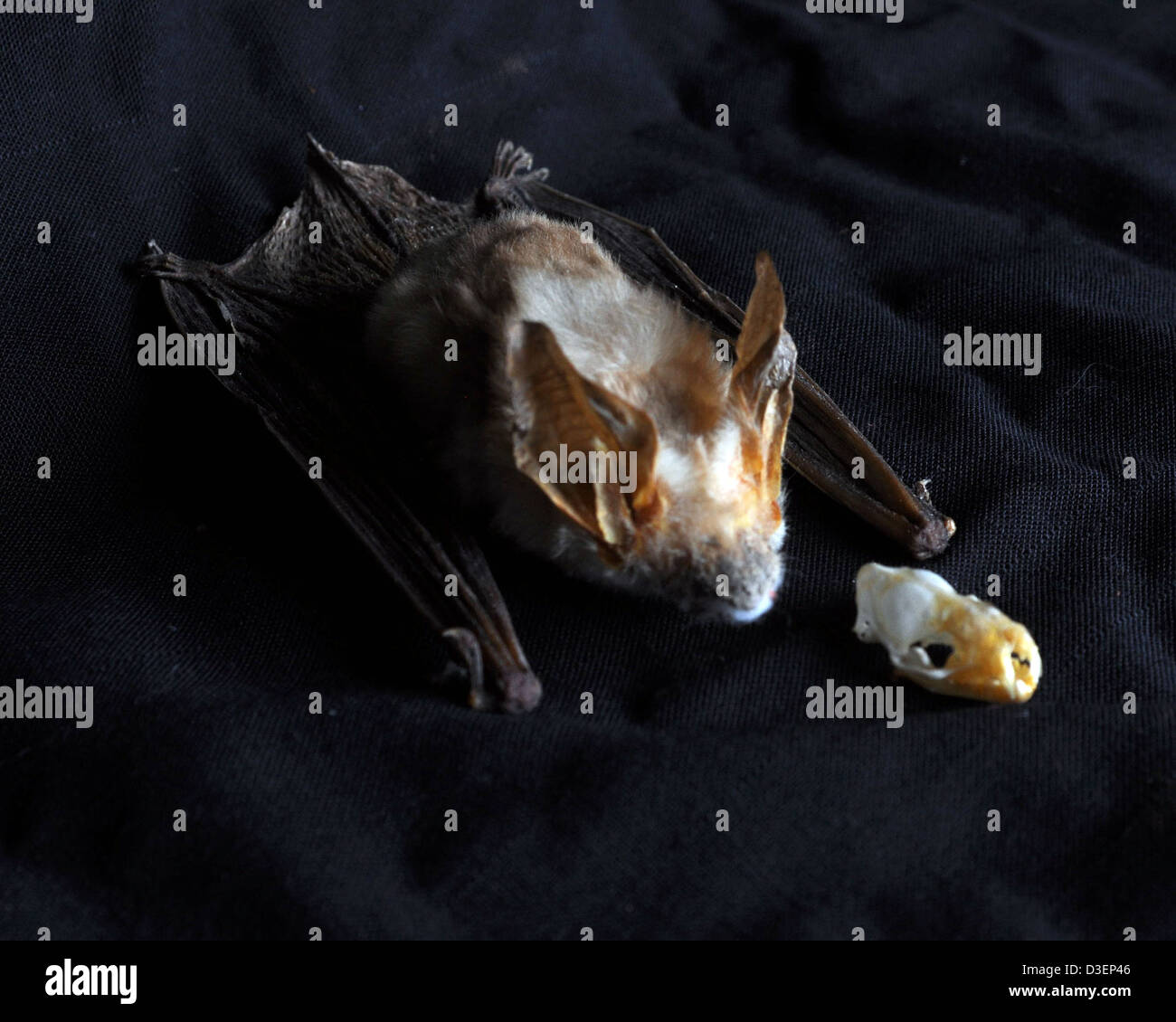 Bat 2 hi-res stock photography and images - Alamy