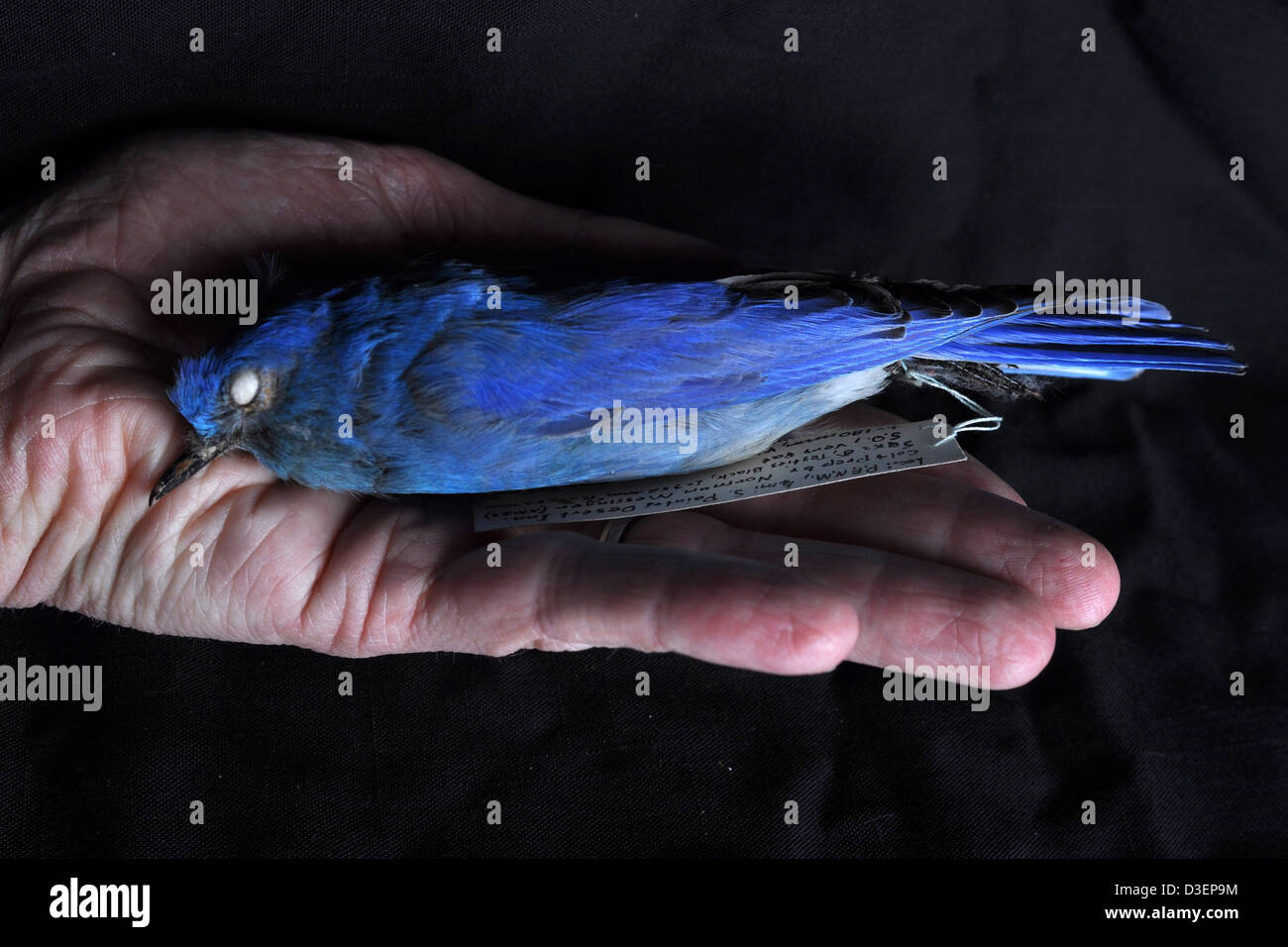 Petrified bird hi-res stock photography and images - Alamy