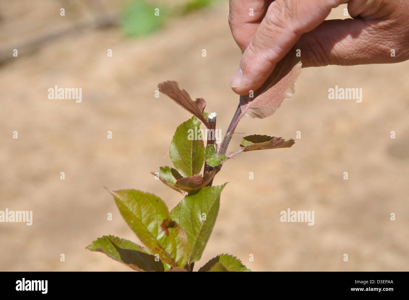 Cut fruit tree hi-res stock photography and images - Alamy