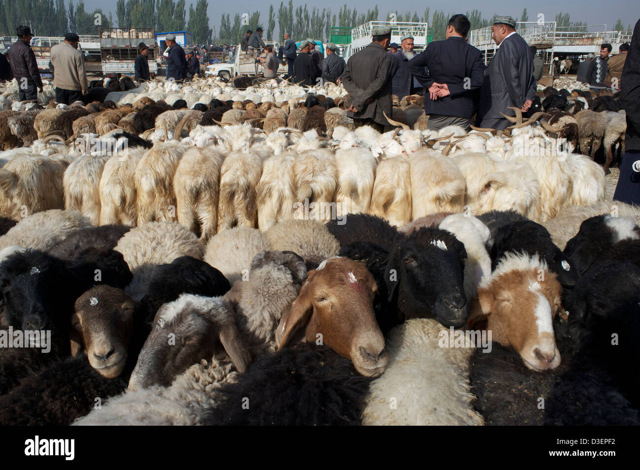 Sheep Sale Stock Photos & Sheep Sale Stock Images - Alamy
