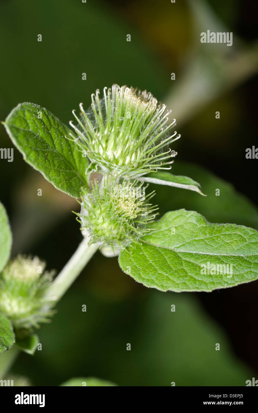 Arctium lappa, commonly called greater burdock Stock Photo - Alamy