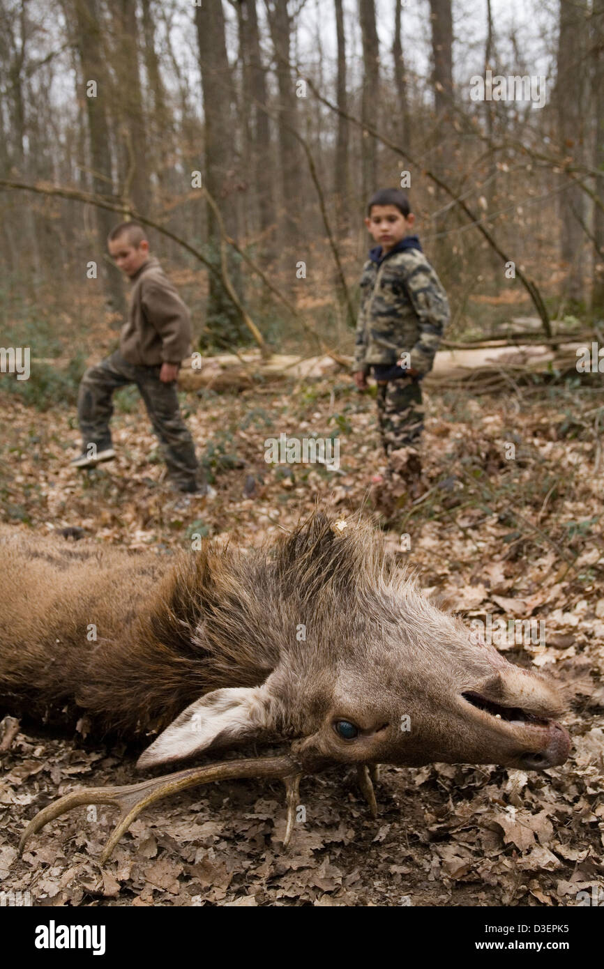 Two sons of hunt followers walk past the body of the stag that has been ...