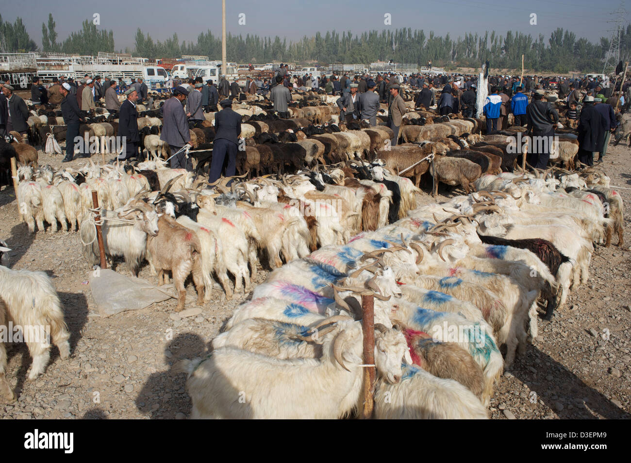 Sheep for sale hi-res stock photography and images - Alamy