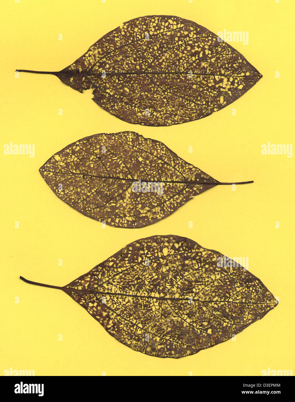 sassafras leaves skeletonized by an insect Stock Photo - Alamy