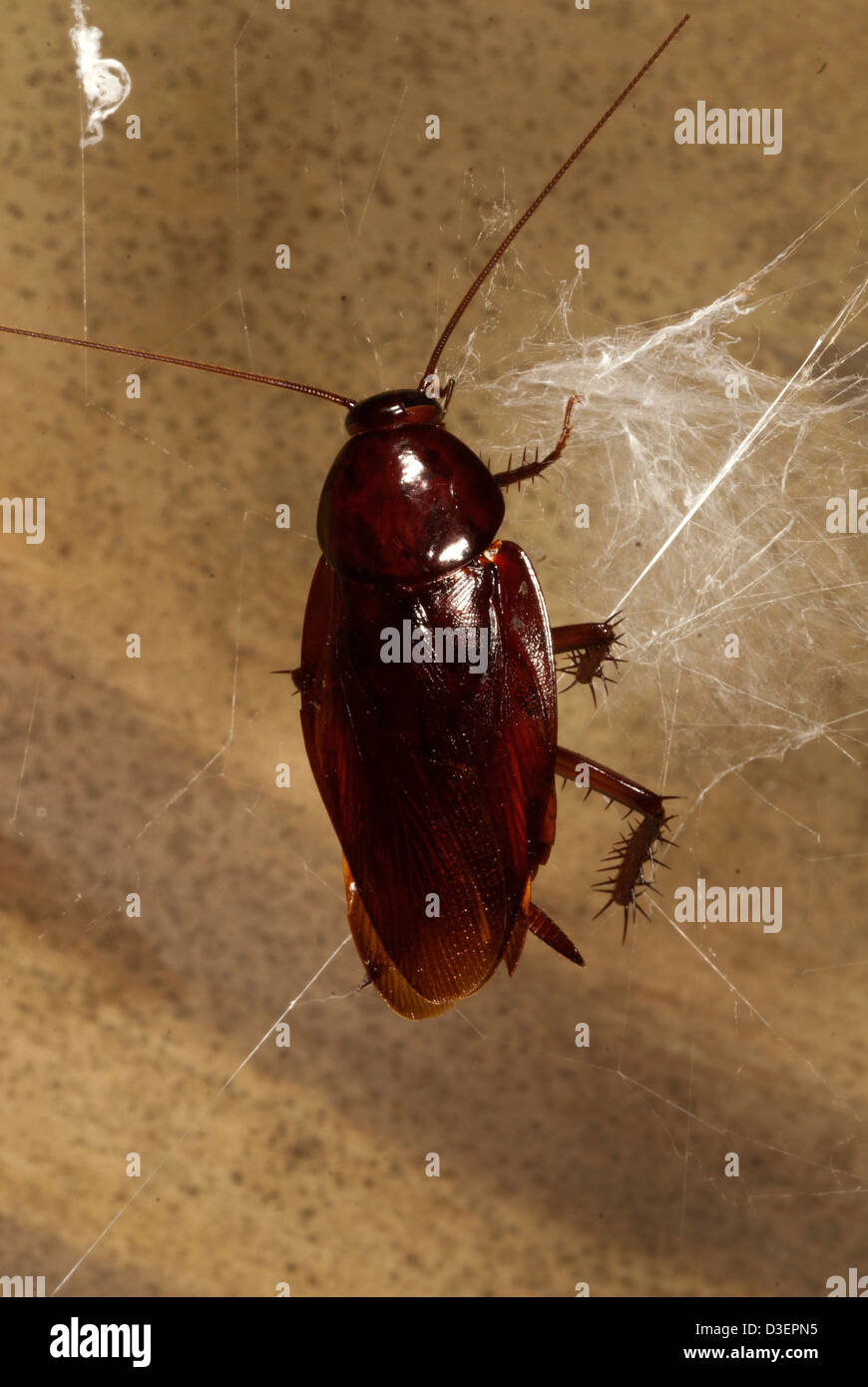 cockroach caught in a spider web Stock Photo - Alamy
