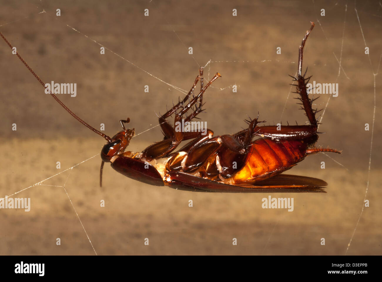 cockroach caught in a spider web Stock Photo - Alamy