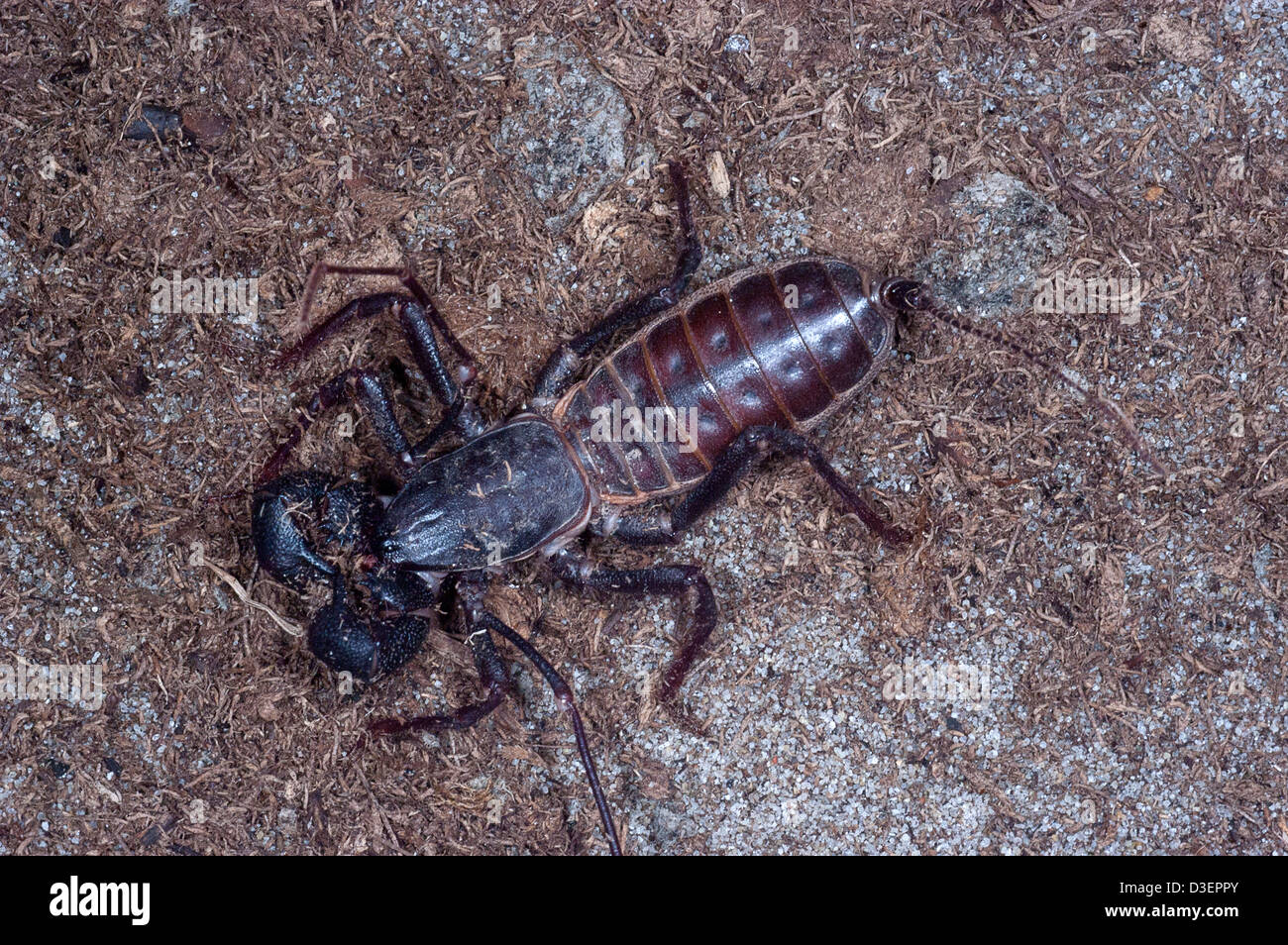 Whip scorpion species hi-res stock photography and images - Alamy