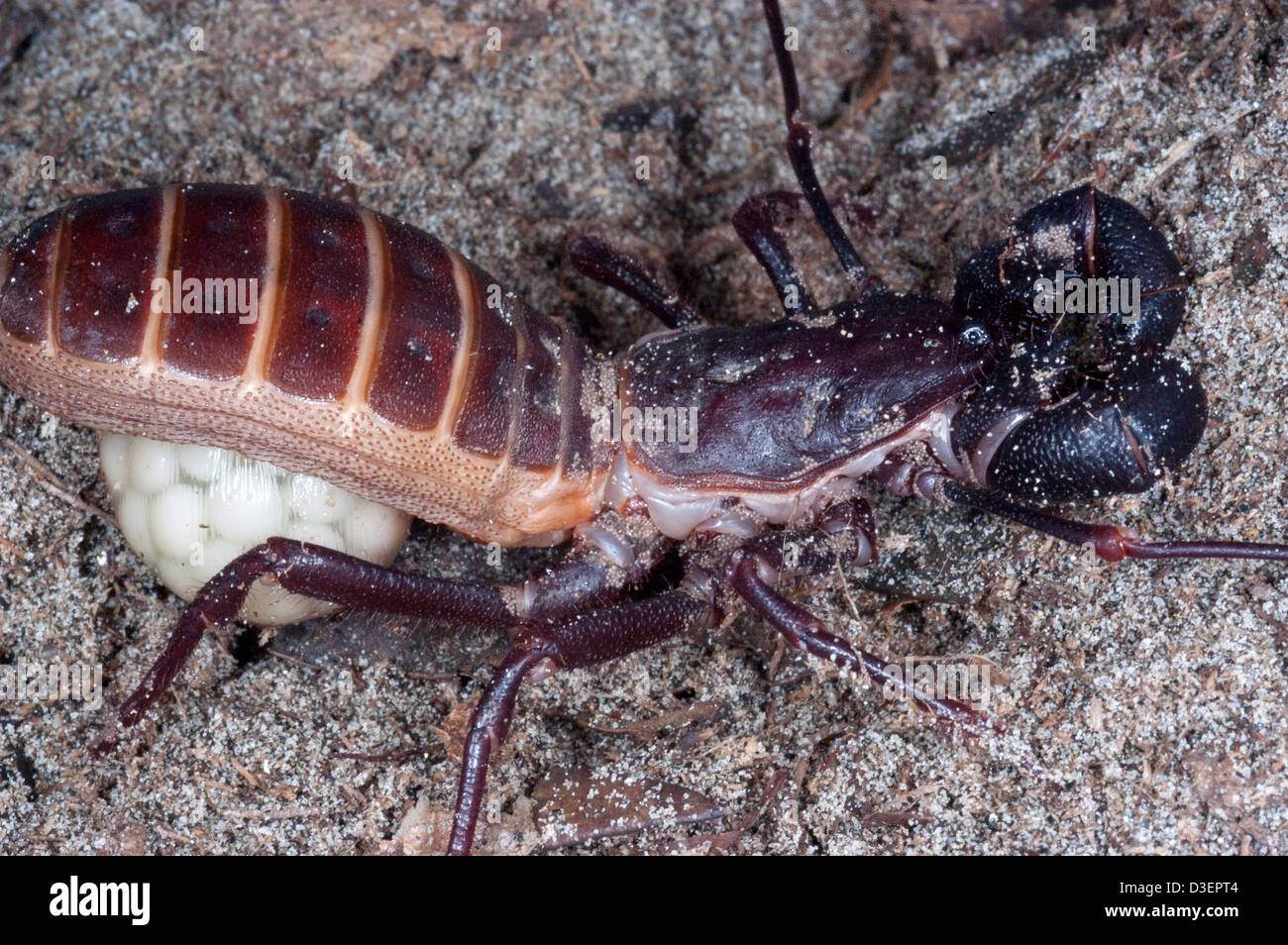 Mastigoproctus giganteus or giant vinegarroon, a species of whip ...