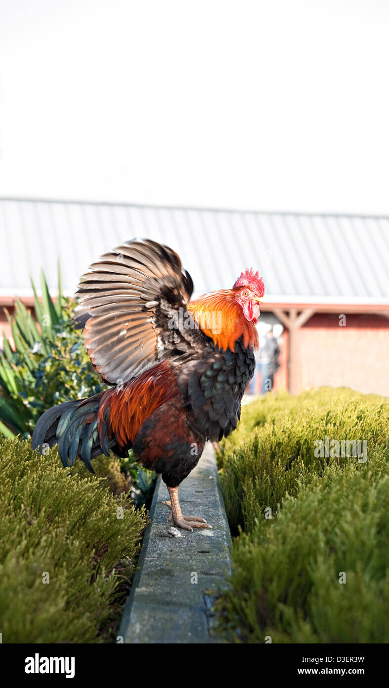 A single comb rooster stretching his wings Stock Photo - Alamy