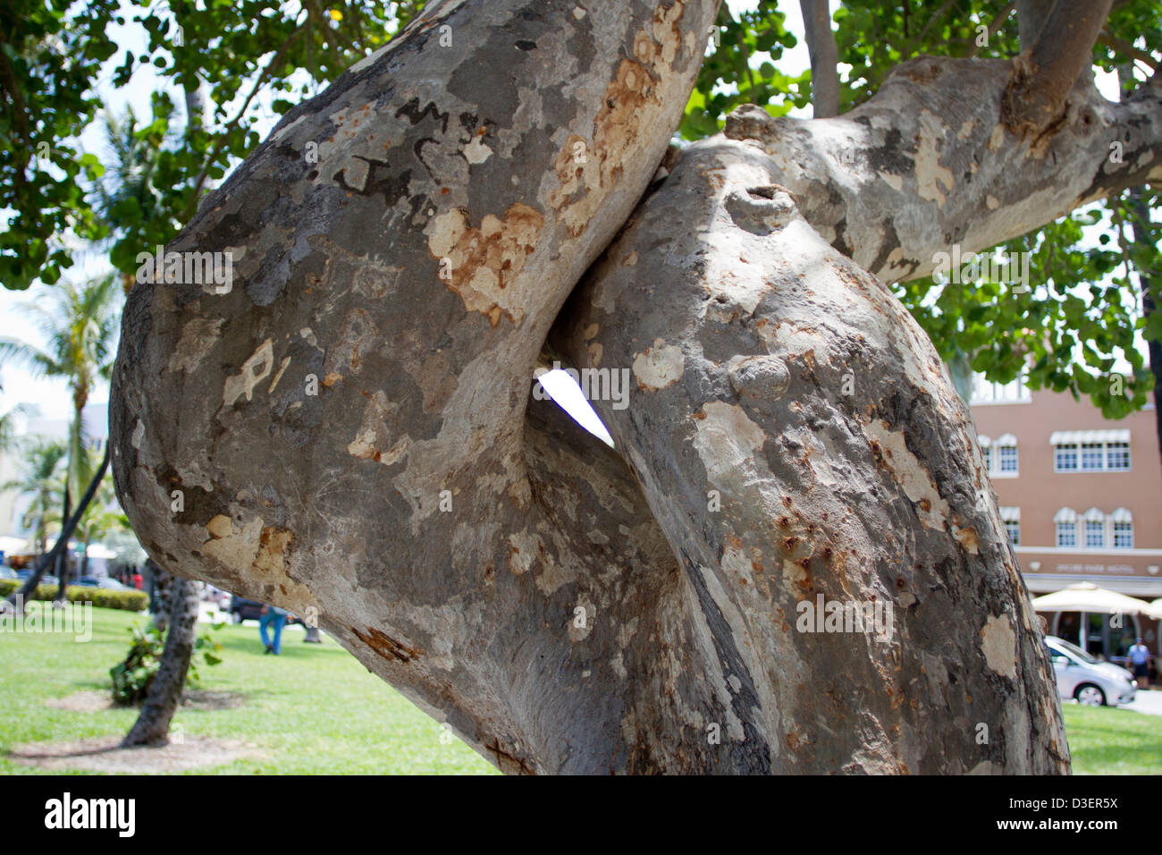 Intertwined wood hi-res stock photography and images - Alamy