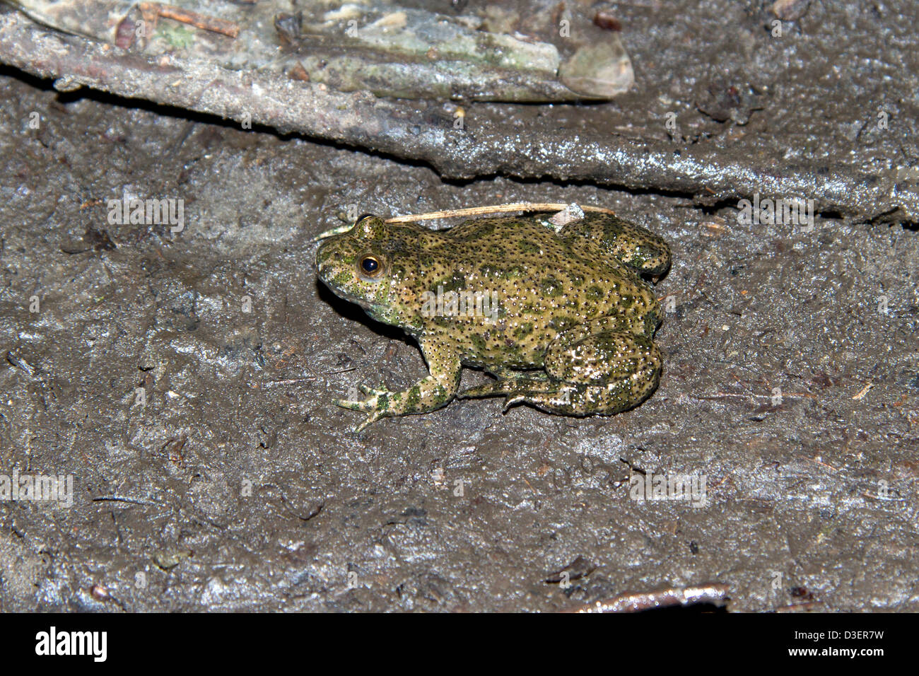 Fire-bellied Toad sitting around drying puddles under canopy forest ...