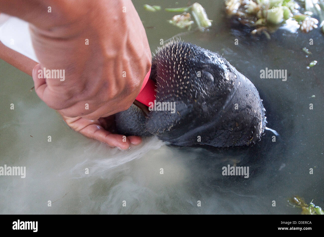 Young manatee hi-res stock photography and images - Alamy