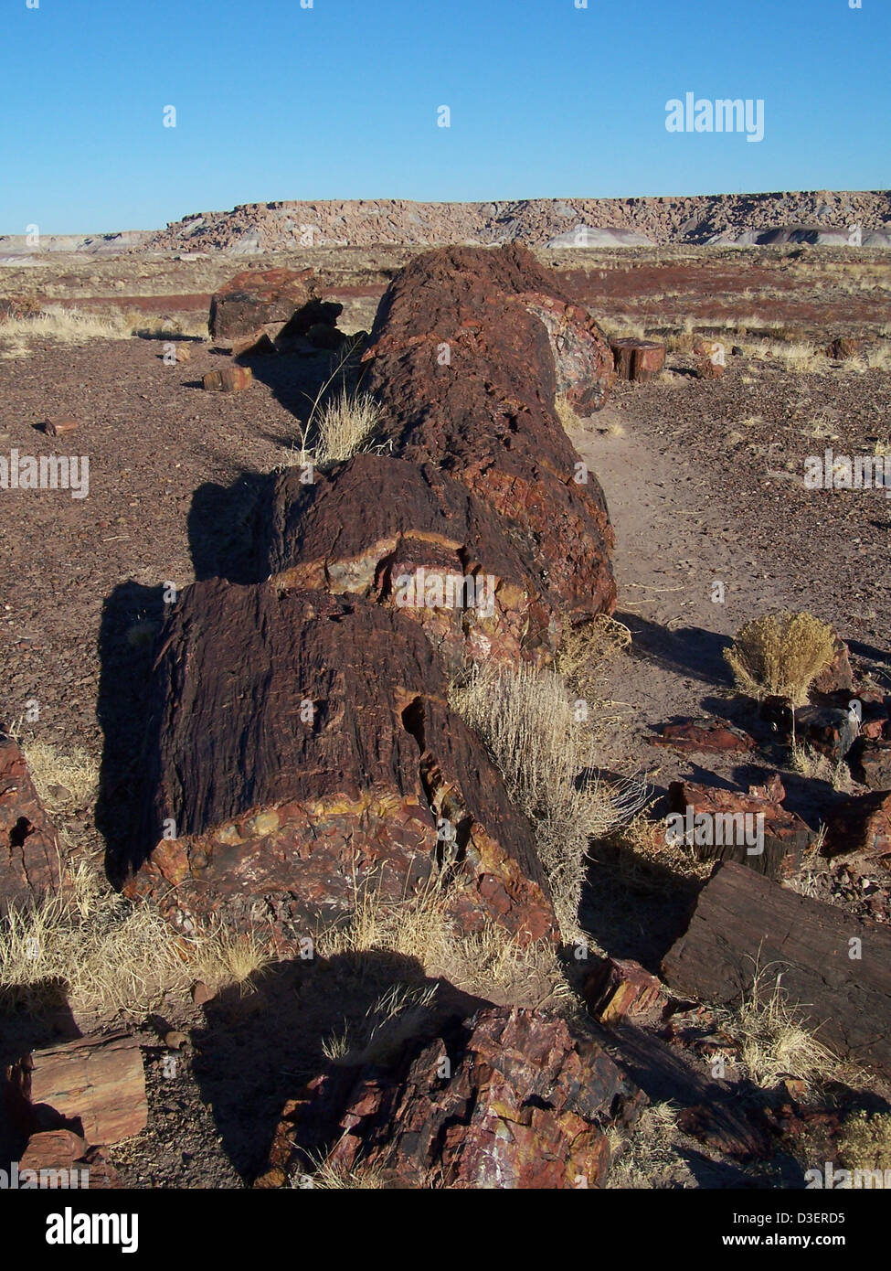 Petrified Log, Giant Logs, Petrified Forest National Park Stock Photo ...