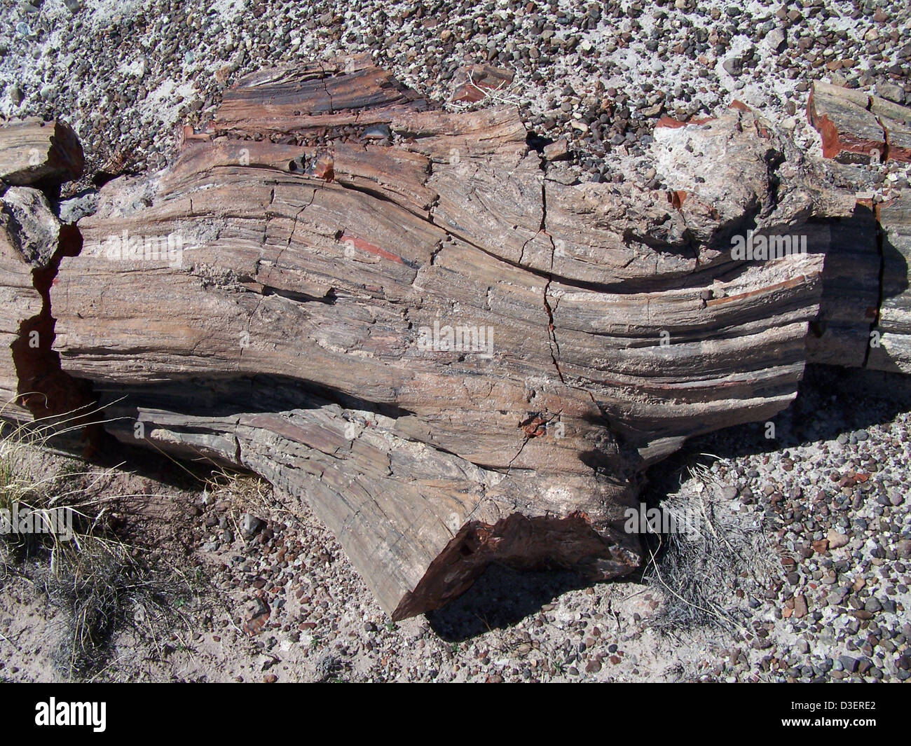A petrified wood chunk from Petrified Forest National Park, a key ...