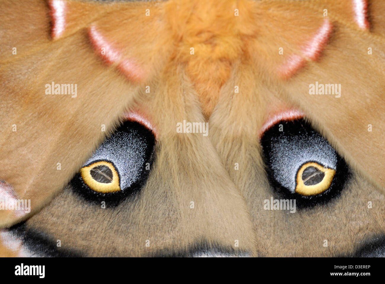 Eyespots of the polyphemus Moth, Antheraea polyphemus Stock Photo - Alamy