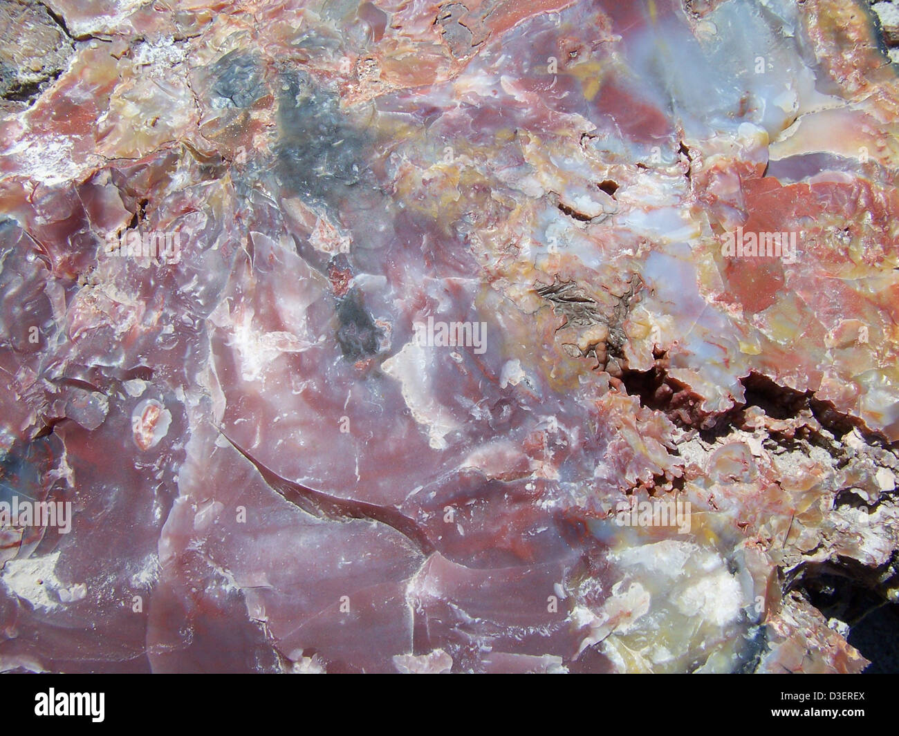Petrified wood in Petrified Forest National Park is a geological wonder ...