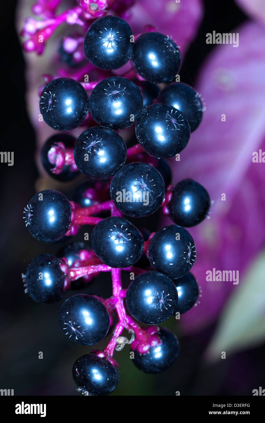 Ripe pokeweed berries, Phytolacca americana Stock Photo - Alamy