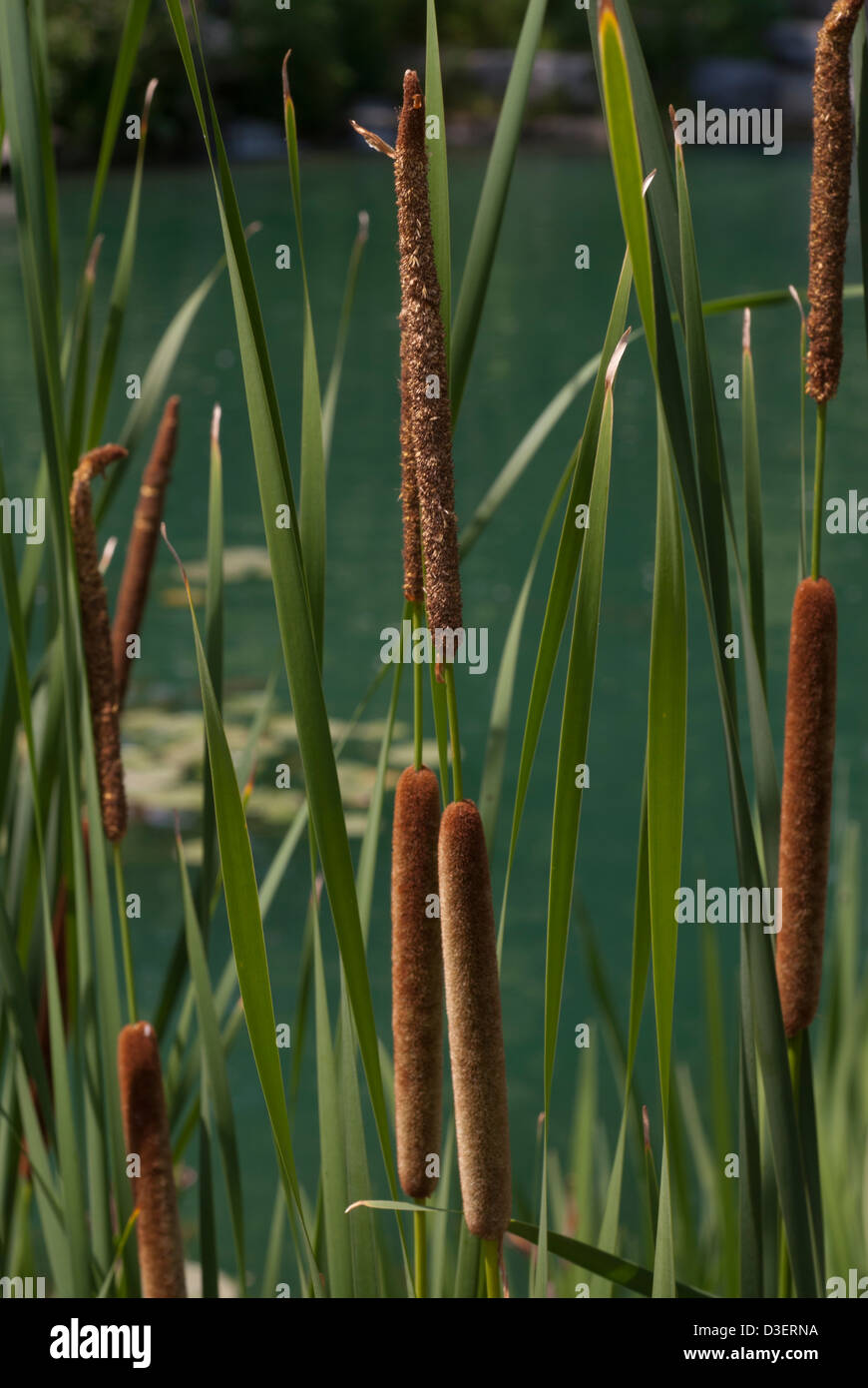 Narrowleaf cattail typha angustifolia hi-res stock photography and ...