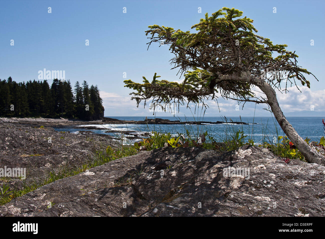Western hemlock british columbia hi-res stock photography and images ...