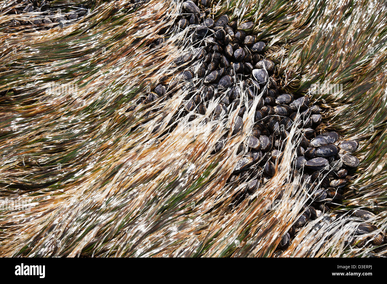 Surf grass phyllospadix scouleri hi-res stock photography and images ...